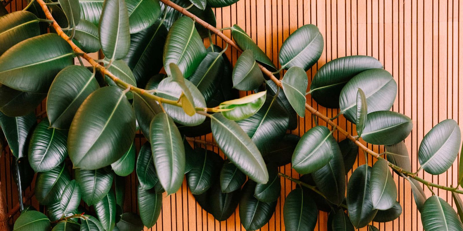 Wohlfühlen mit Außenpool und direktem Blick auf die Riegersburg!